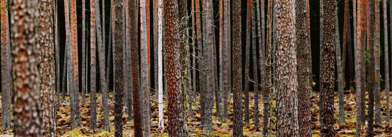 PRODUCTS - Thermowood | Thermally modified wood